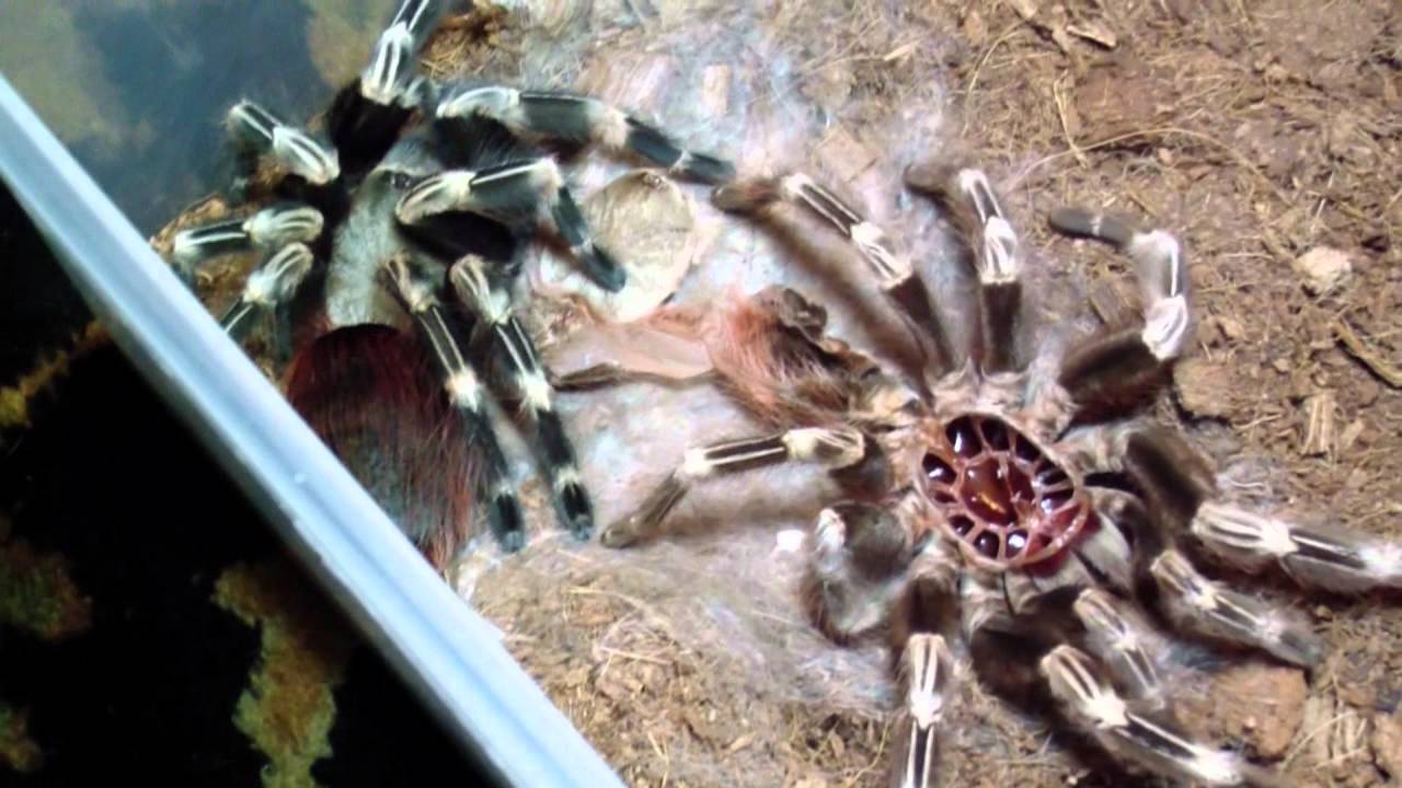 Nhandu chromatus molt and update - YouTube