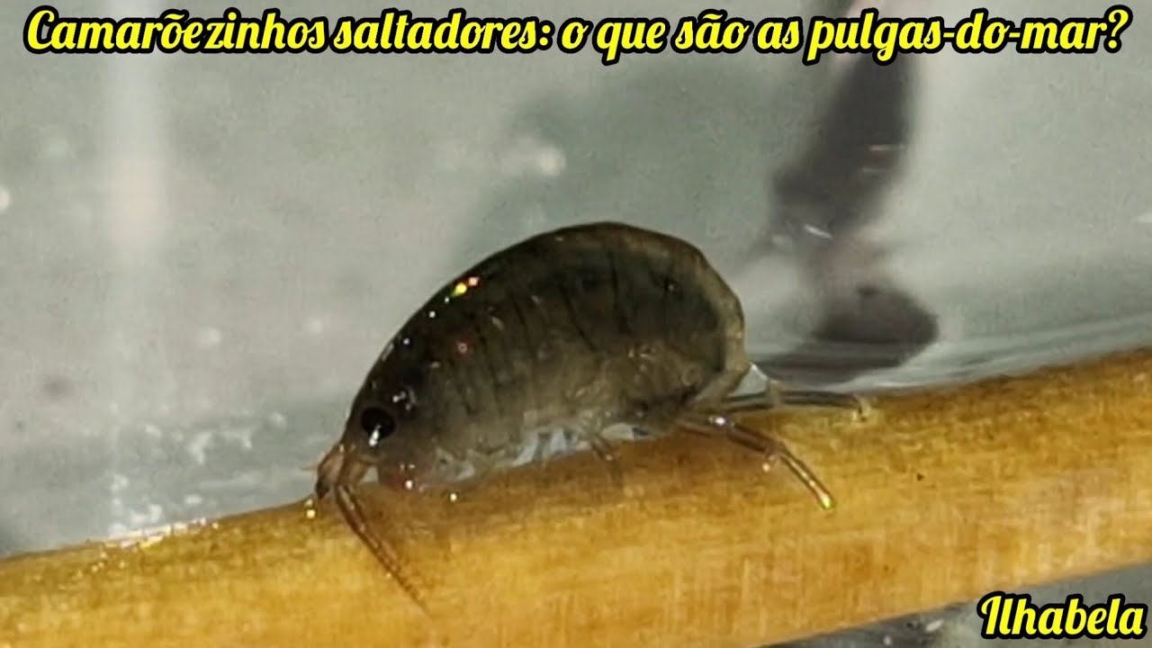 Pulga - do - mar - camarãozinho que salta na areia das praias (Talitrus ...