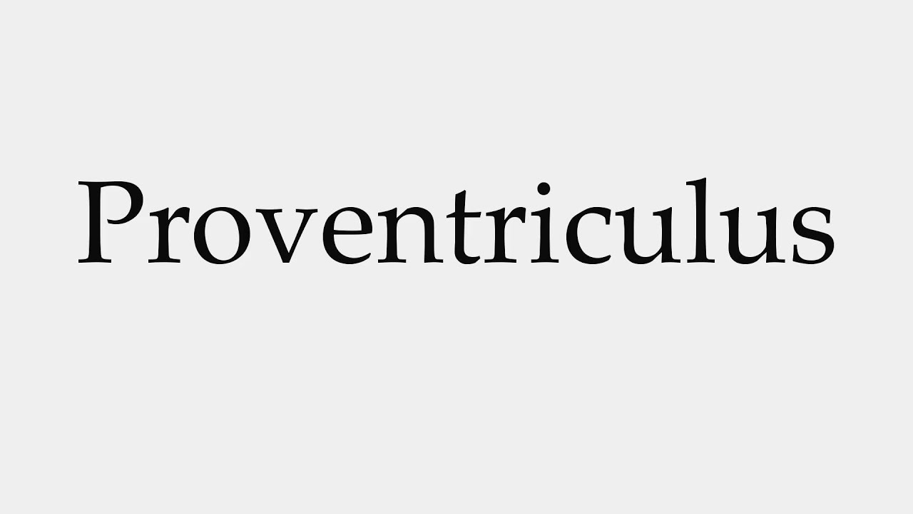 How to Pronounce Proventriculus - YouTube
