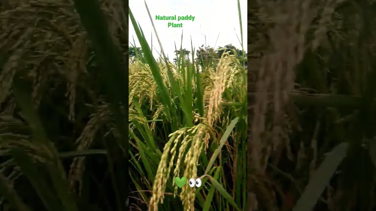 natural paddy plant👌 - YouTube