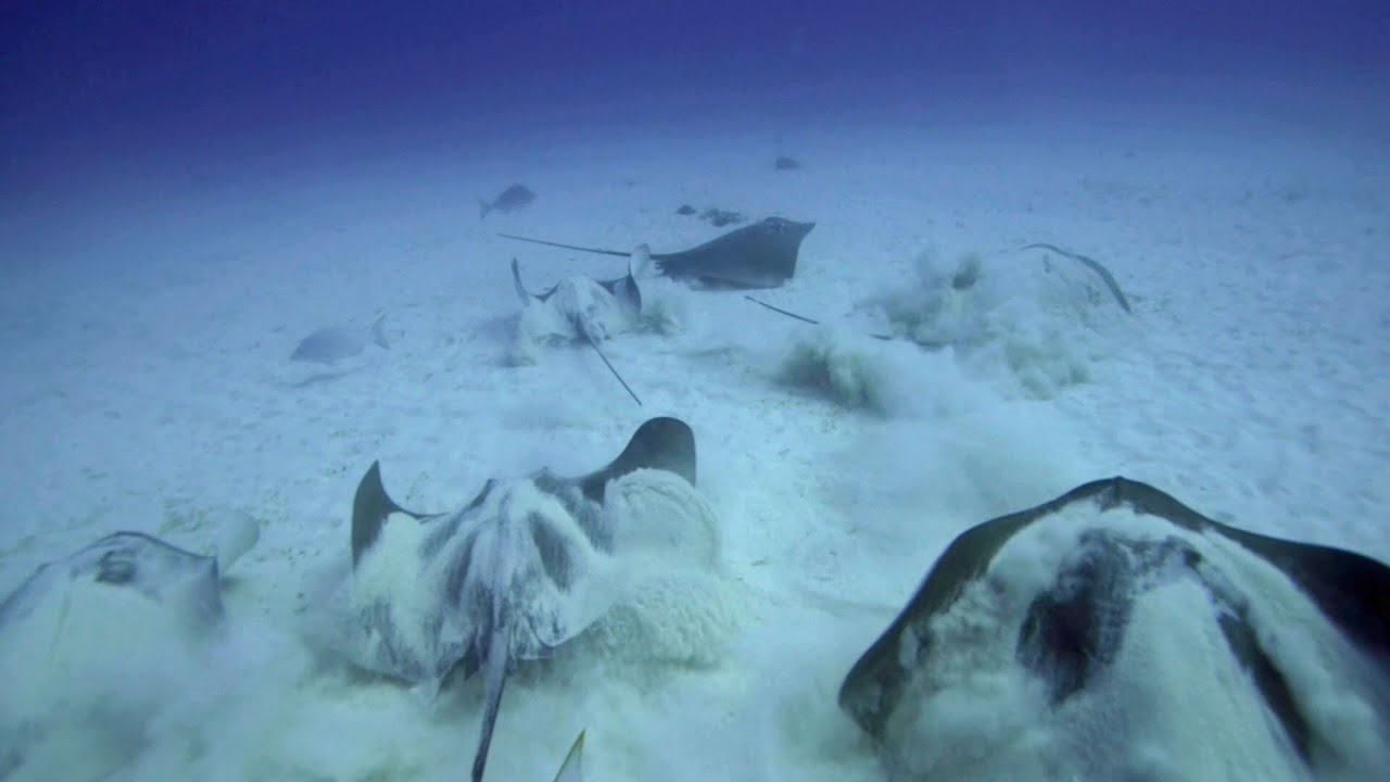 Scuba Diving Lady Elliot Island 2015 - YouTube
