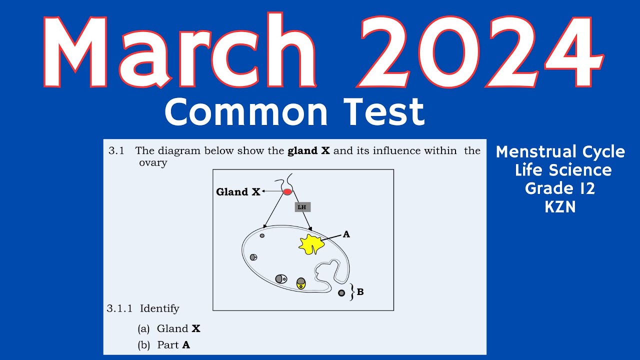 March 2024 Common Test | Life Science Grade 12 | Human reproduction ...