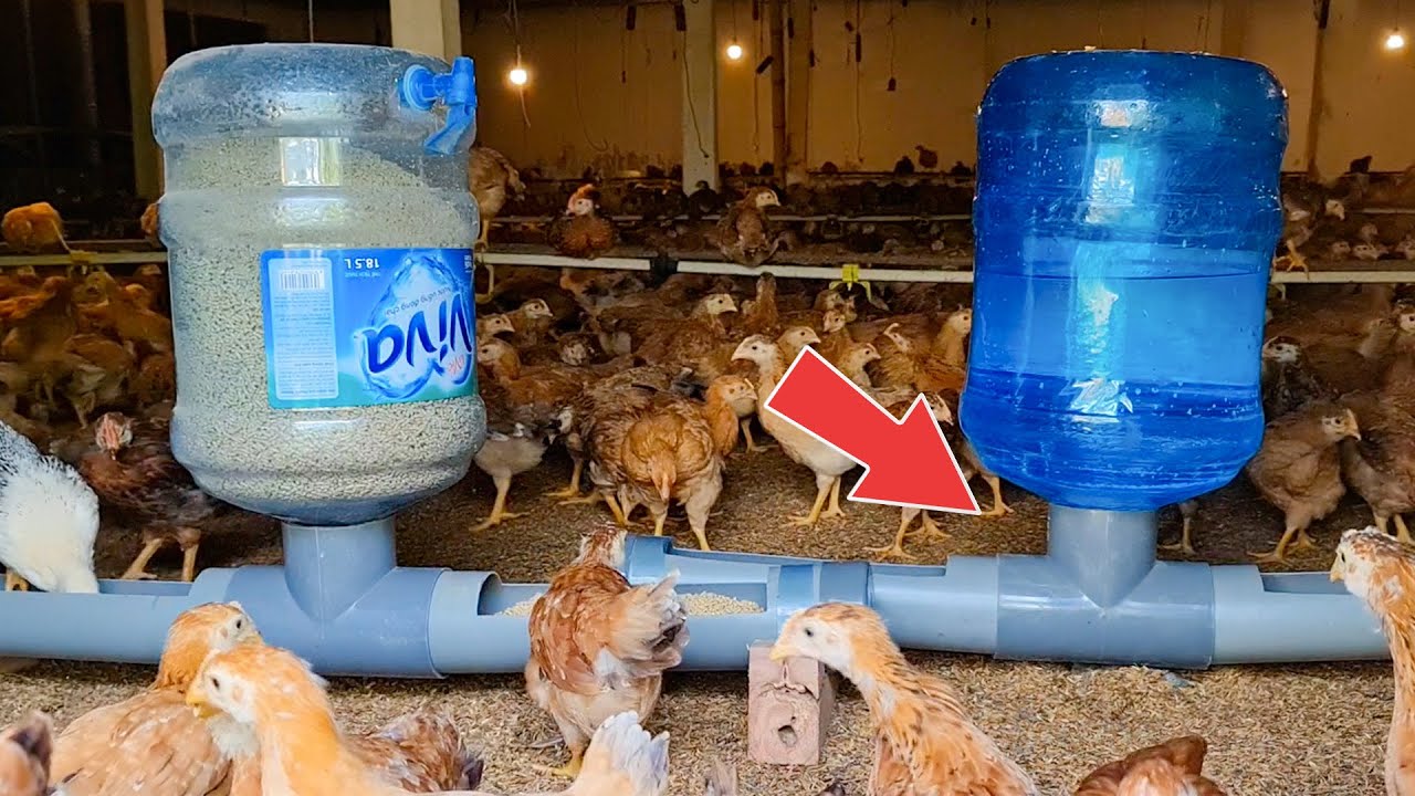 Recycle Plastic Mussels Into Troughs For The Farm 1000 Chickens ...