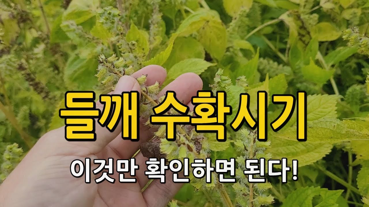 들깨 수확시기 And 시간은 수확시기에 따라 수확량 차이가 엄청납니다 들깨재배 Youtube