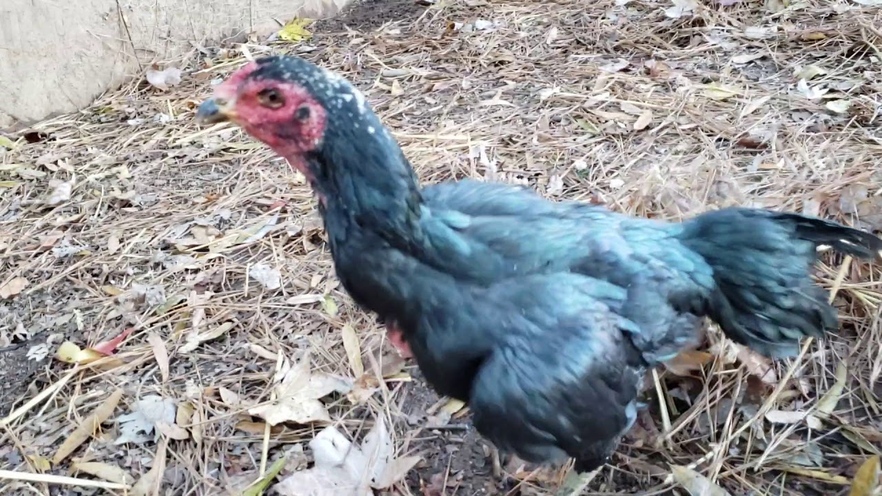 Solid frog eye Ganoi hen - YouTube