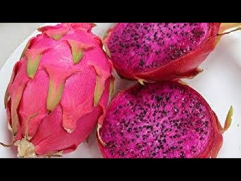 আমার ছাদ বাগানে ড্রাগন ফল😋আমি নিজ হাতে কেটে খেলাম😇Tanha Moni Vlogs ...