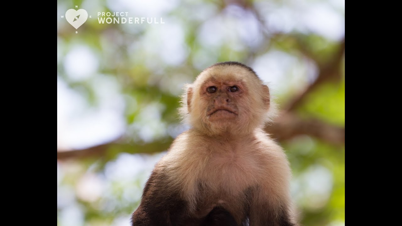 Episode 2 - WonderFULL Travel with Sarah - Monkeys Around the World ...