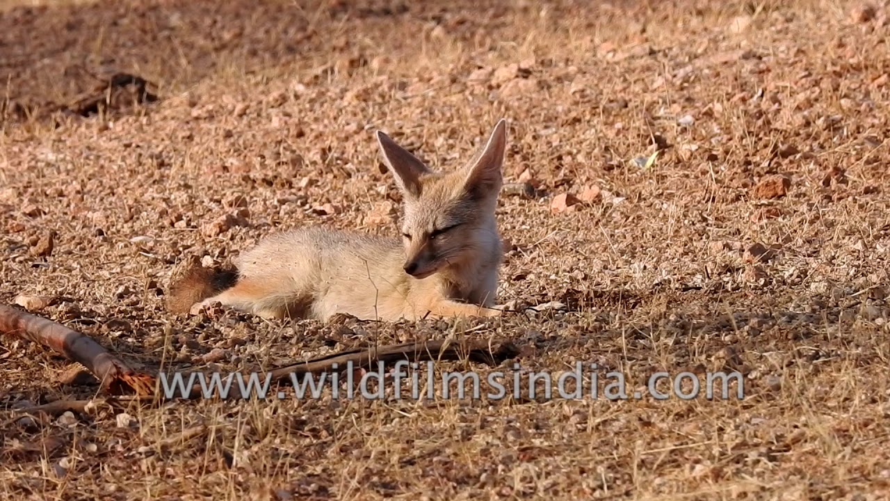 Curious Fennec fox in the desert of Rajasthan - YouTube