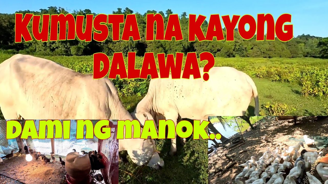 Pasyal kina chuchay at becky, Buntis na kaya sila? | Marami rami na amg ...