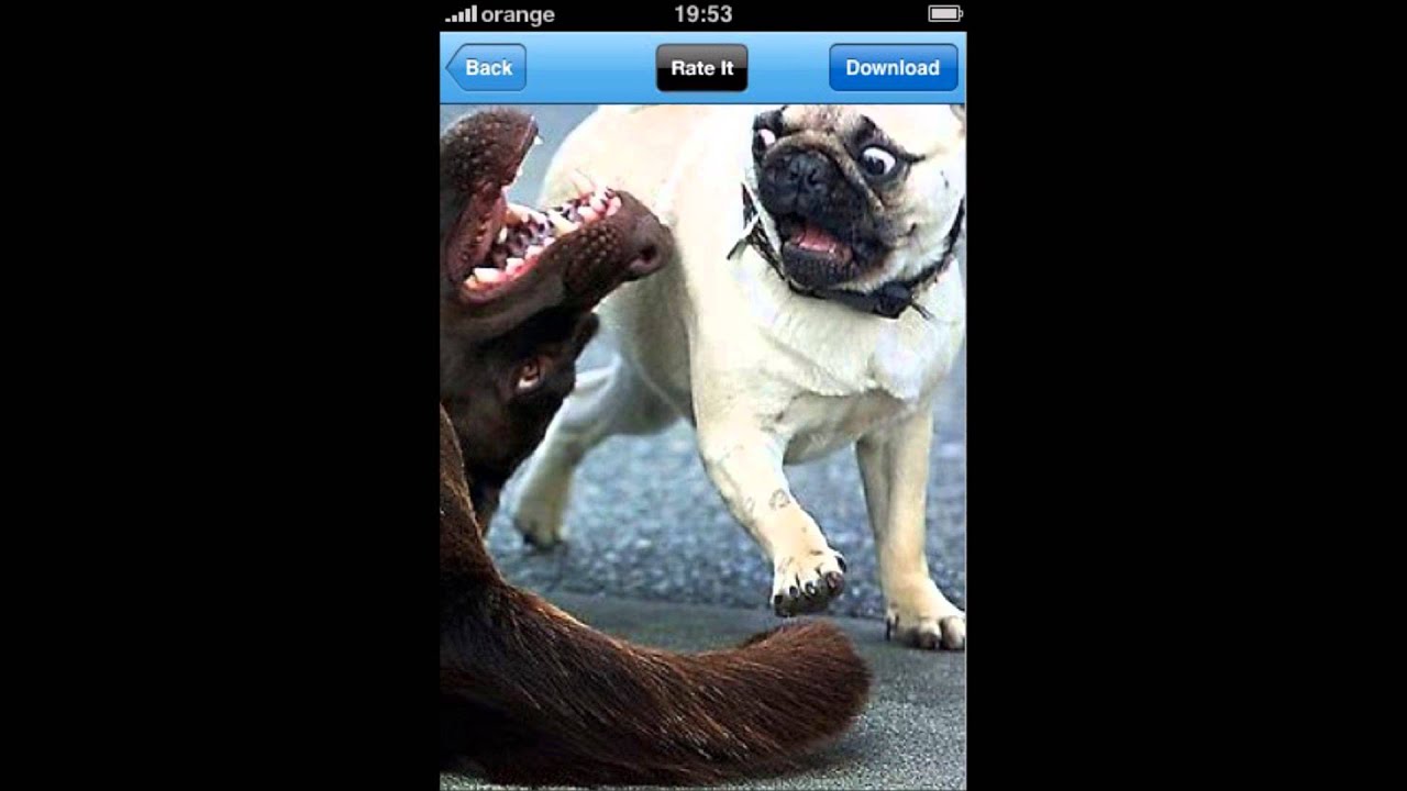 Scared Pug - REAL Funny Pictures - YouTube