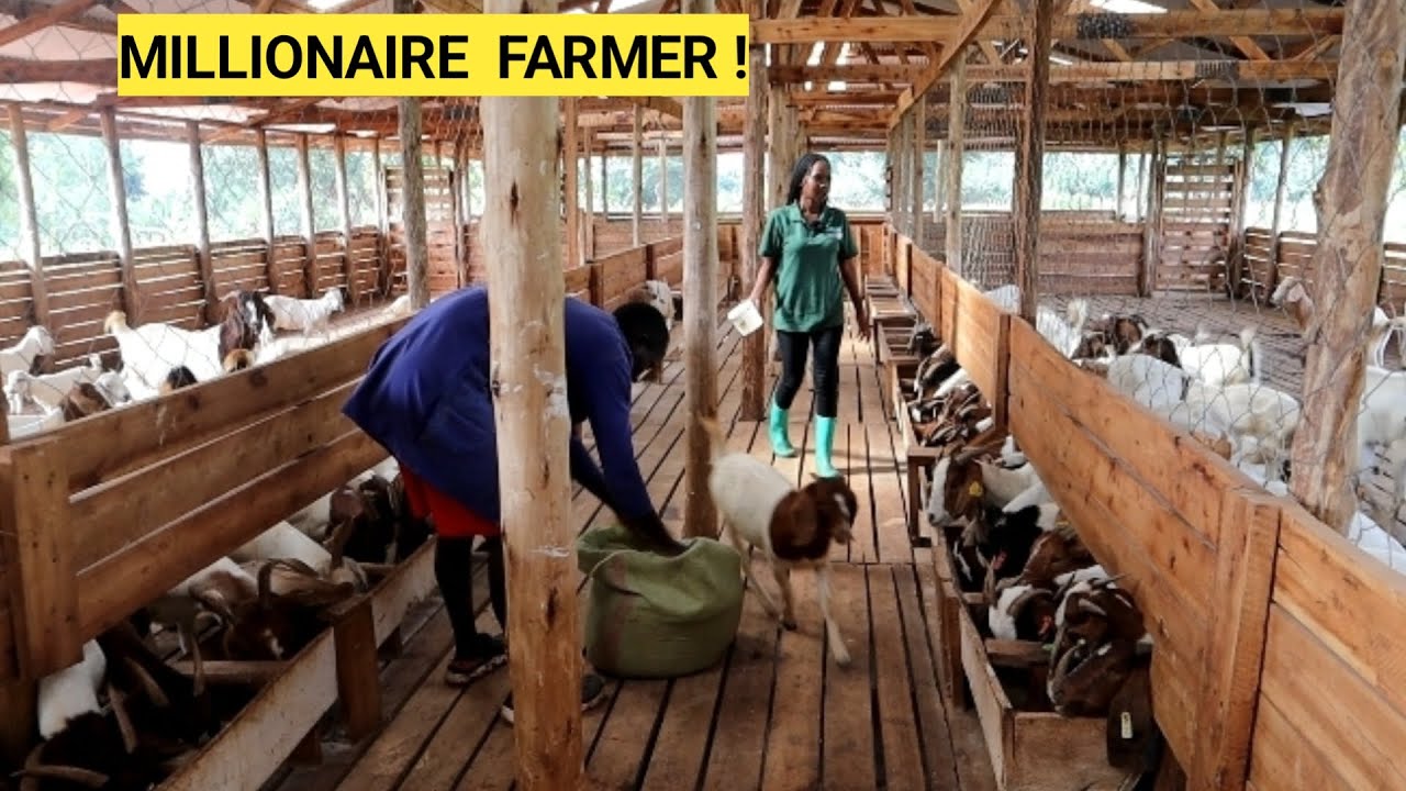 Best Ways To Feed GOATS In A Simple Goat Farm Business! | Best feeds ...