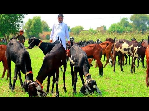 bital goats & ablak goat. at public Bismillah goat farm 03005331413 ...