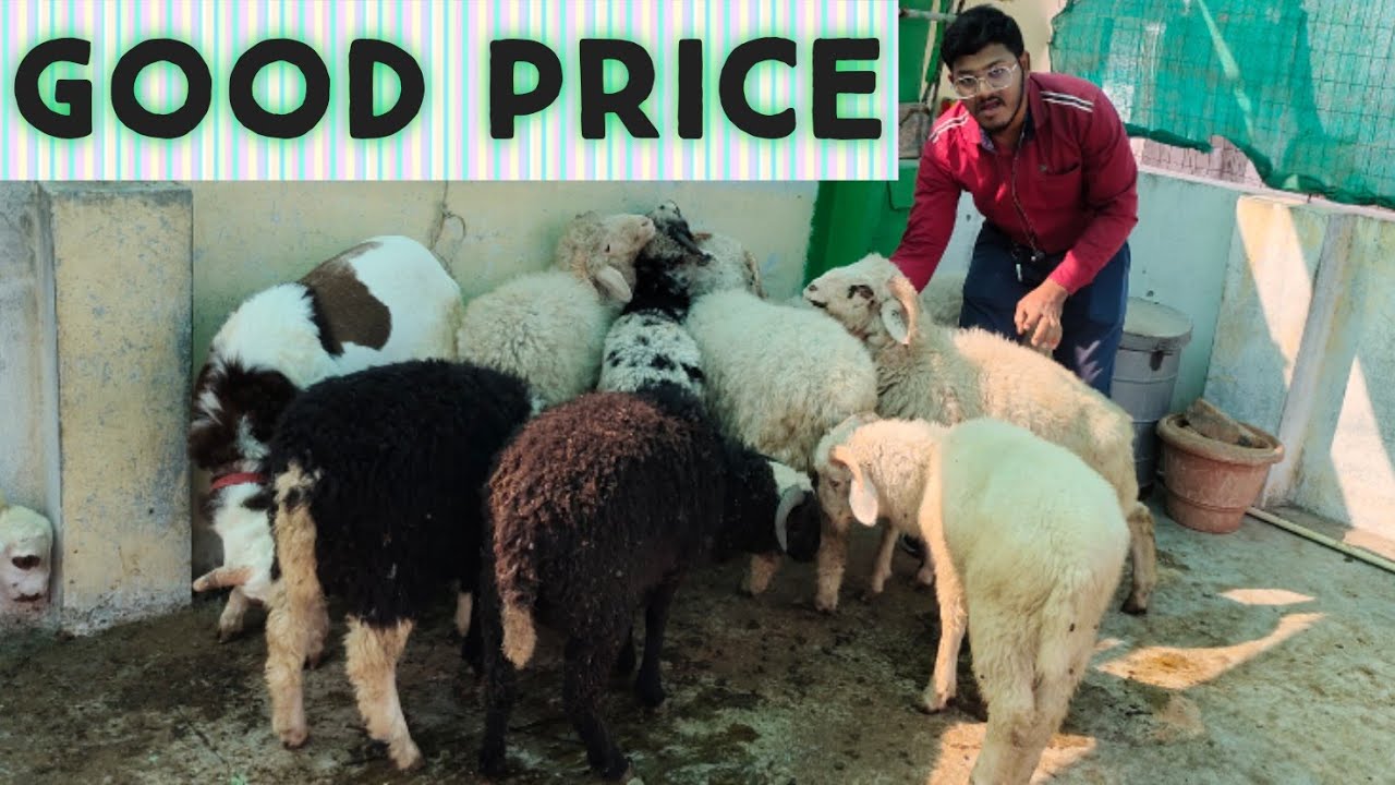 saste vilayati baby sheeps in Hyderabad at SR goat farm hyderabad ...