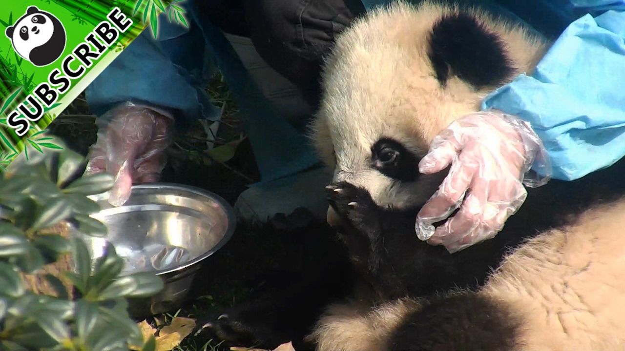 【Panda Top3】Panda teaches you how to drink water elegantly - YouTube
