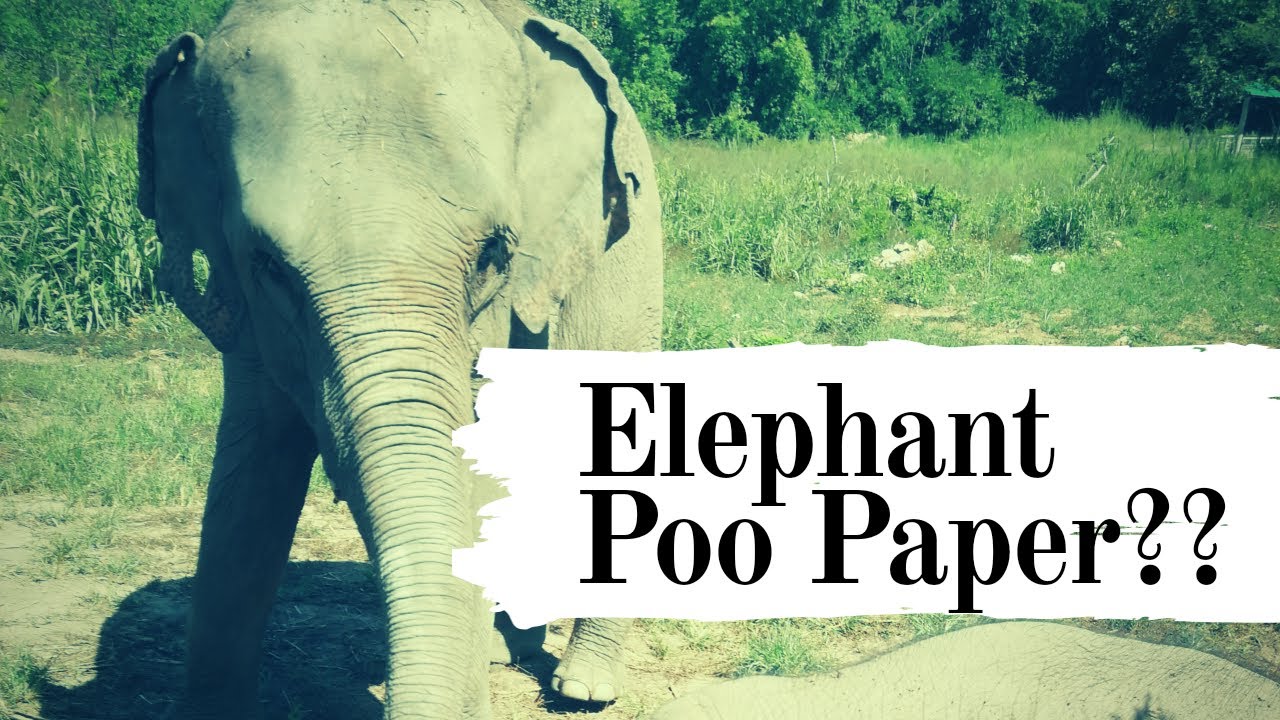 How To Make Paper Out Of Elephant Poo Chiang Mai Thailand Poopoopaper how-to-make-paper-out-of-elephant-poo-chiang-mai-thailand-poopoopaper