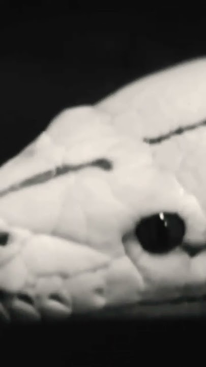 "Pythonidae Snake". #reptiles #snake #python - YouTube