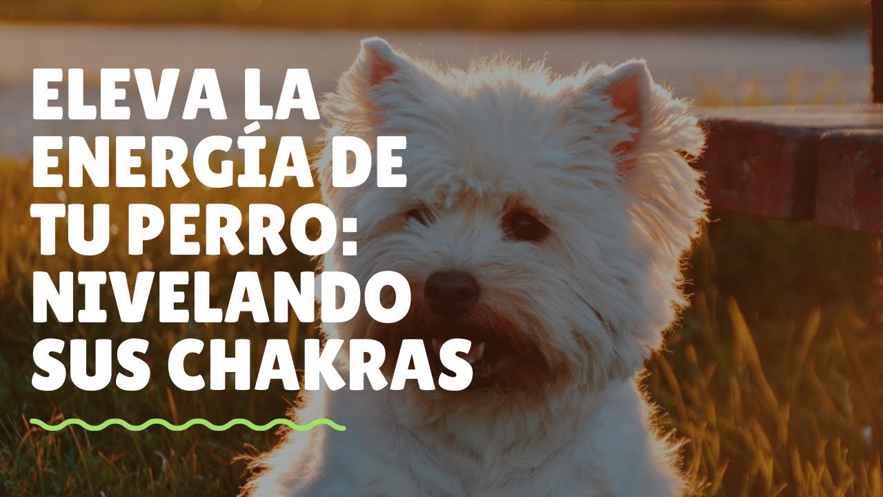Eleva la energía de tu perro y Nivela sus chakras - YouTube