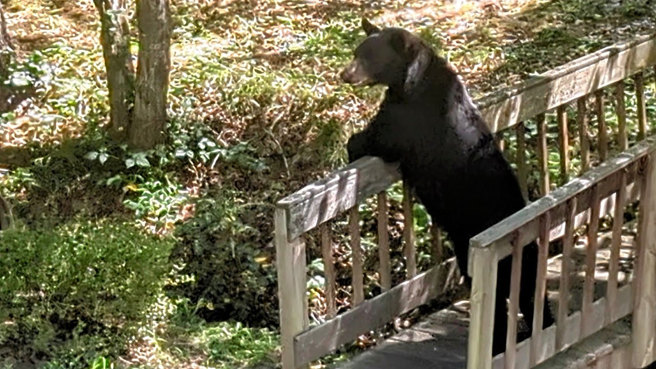 Bear Ruby and Crew — Mistress of her own Domain - YouTube