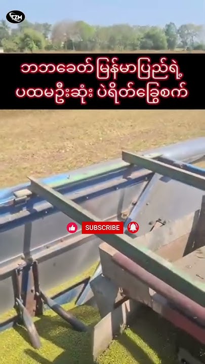 ဘဘခေတ် ပဲနှုတ်ဖို့လူမရှိလို့ မြန်မာပြည်ရဲ့ပထမဦးဆုံး ပဲတီးစိမ်းရိတ်ခ