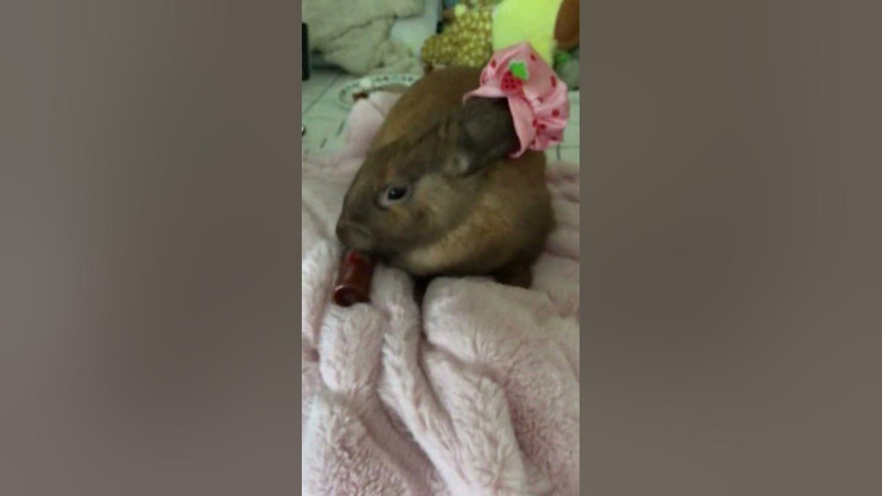 #rabbit #bunny#babybunny APT signing 𝓯𝓻𝓸𝓶 𝓔𝓼𝓽𝓮𝓵𝓵𝓪 ♡ᥫ᭡ᰔᩚ - YouTube
