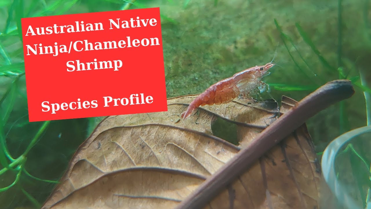 Australian Native Ninja/Chameleon Shrimp - Species Profile - YouTube