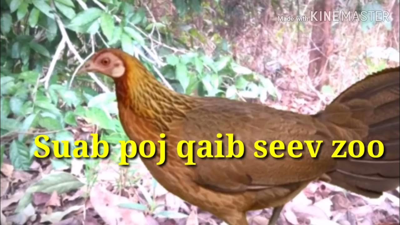 poj qaib seev tuaj 100% - YouTube