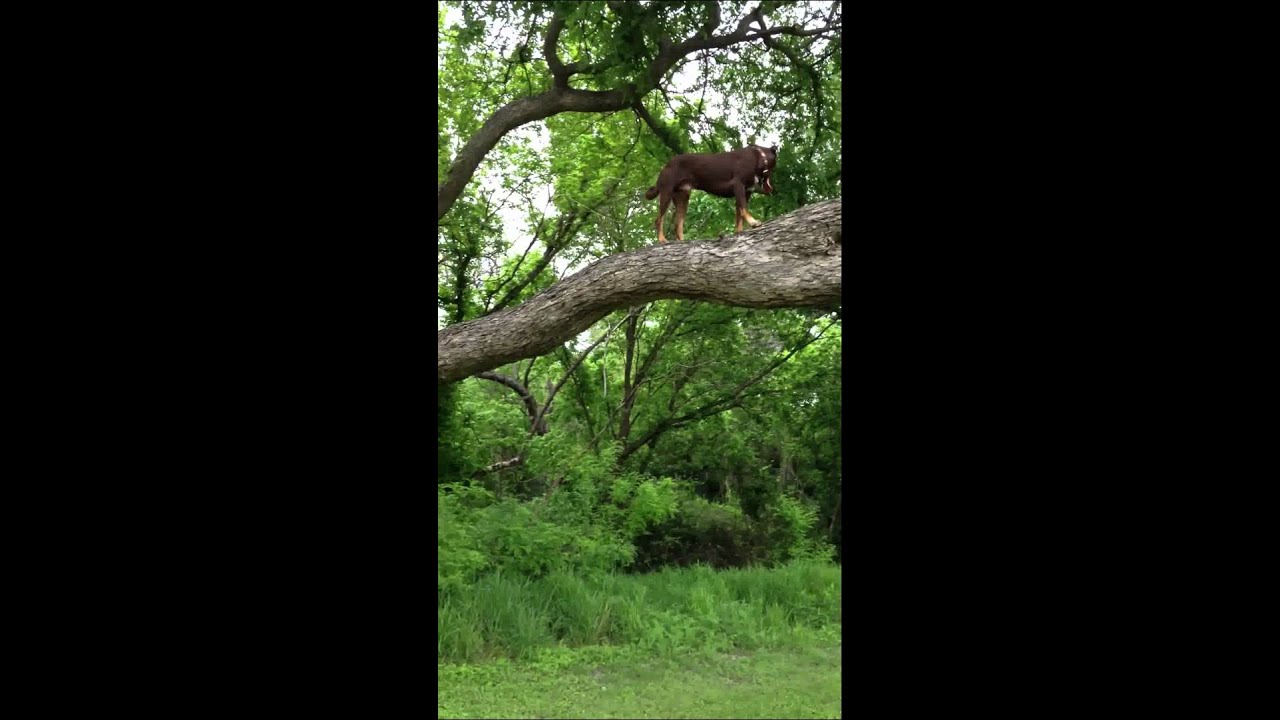 Catahoula Tree Dog - YouTube