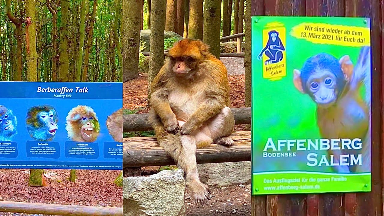 Affenberg Salem Bodensee - Allgäu Germany - 2022 - YouTube