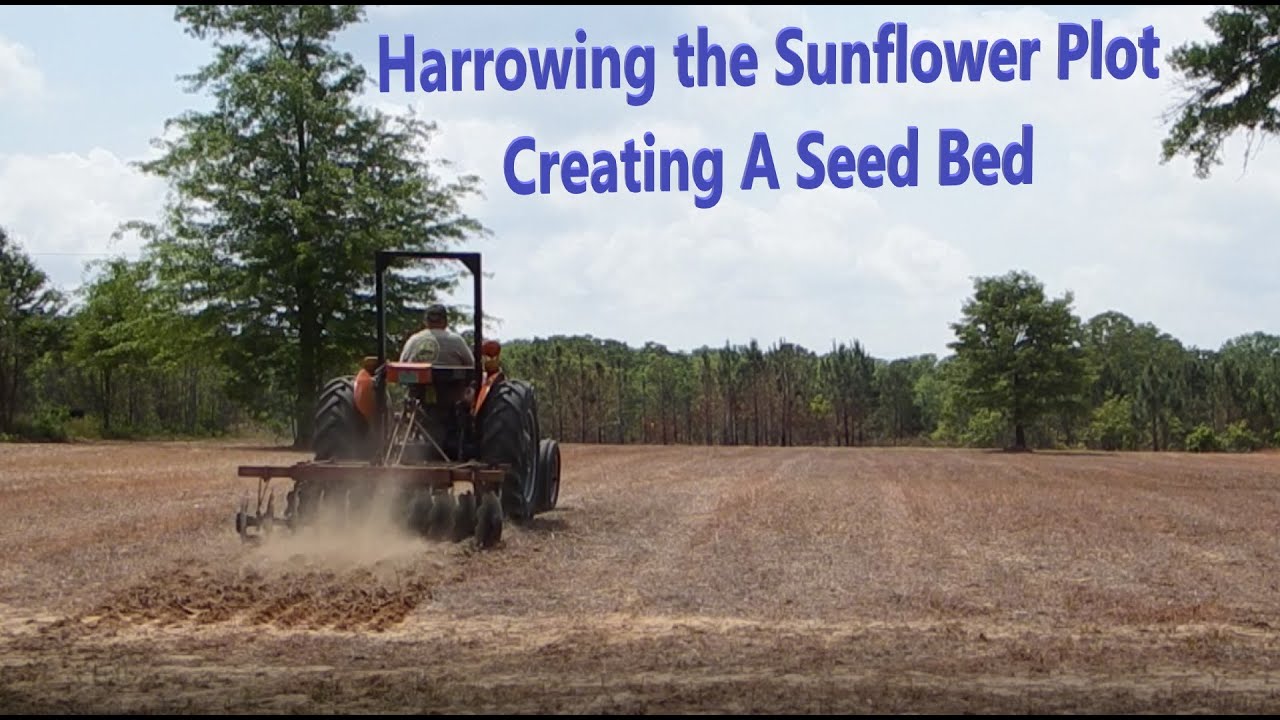 Harrowing the Sunflower Plot - creating a seed bed for the 2024 Dove ...