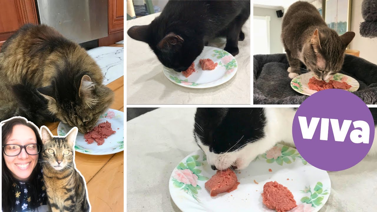 Mom's 4 cats test NEW Viva Raw - YouTube