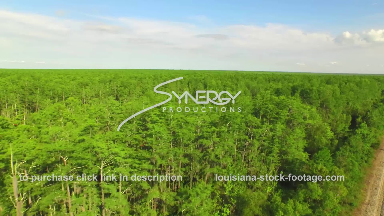 031 aerial drone cypress tree forest boom up new orleans stock footage ...