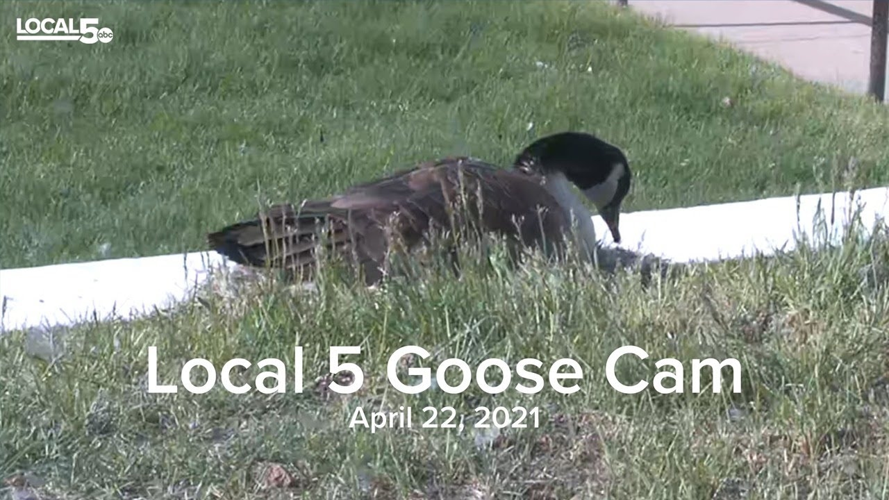 Local 5 Goose Cam (April 22, 2021) - YouTube