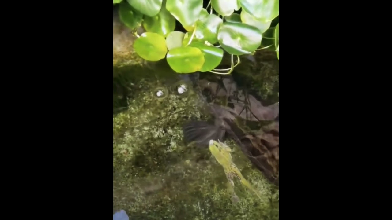 amazing Snakehead fishing videos, feeding fishing eating videos - YouTube