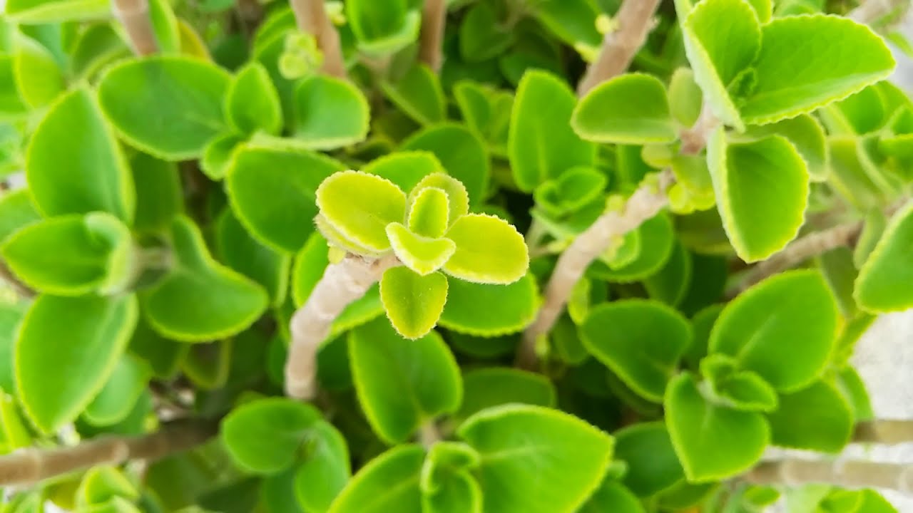 Lenovo ZUK Z1 Camera Video Sample 1080p @30fps - Not Impressed