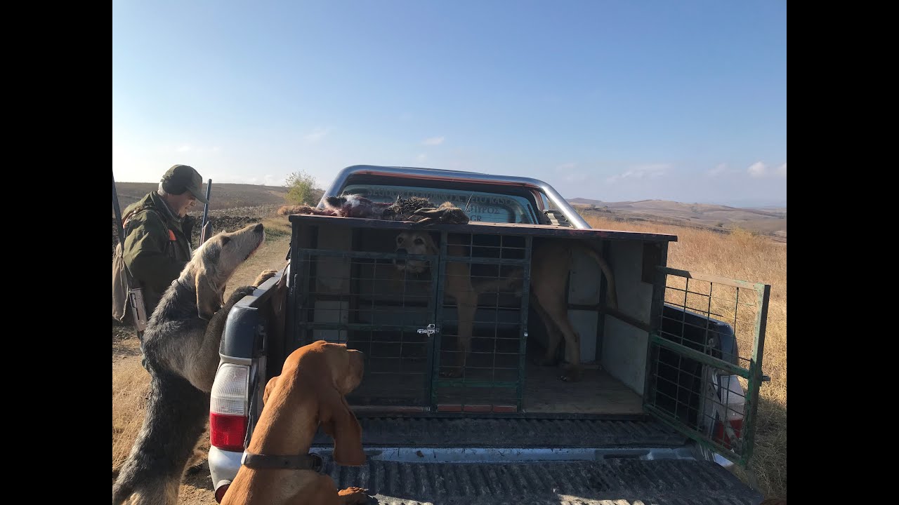 13 . 11 . 2022 segugio italiano sofiko evros Hellas - YouTube