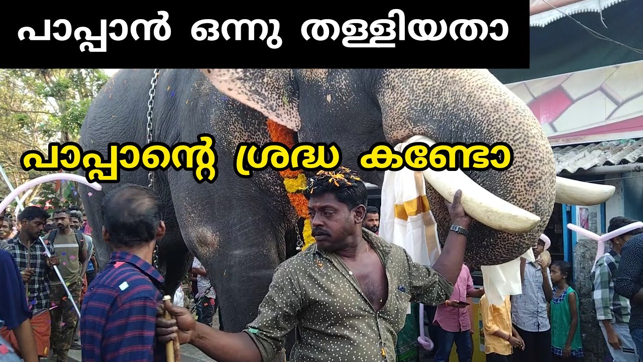 Ambadi Balanarayanan l പാപ്പാൻ ഒന്നു തള്ളിയതാ - YouTube