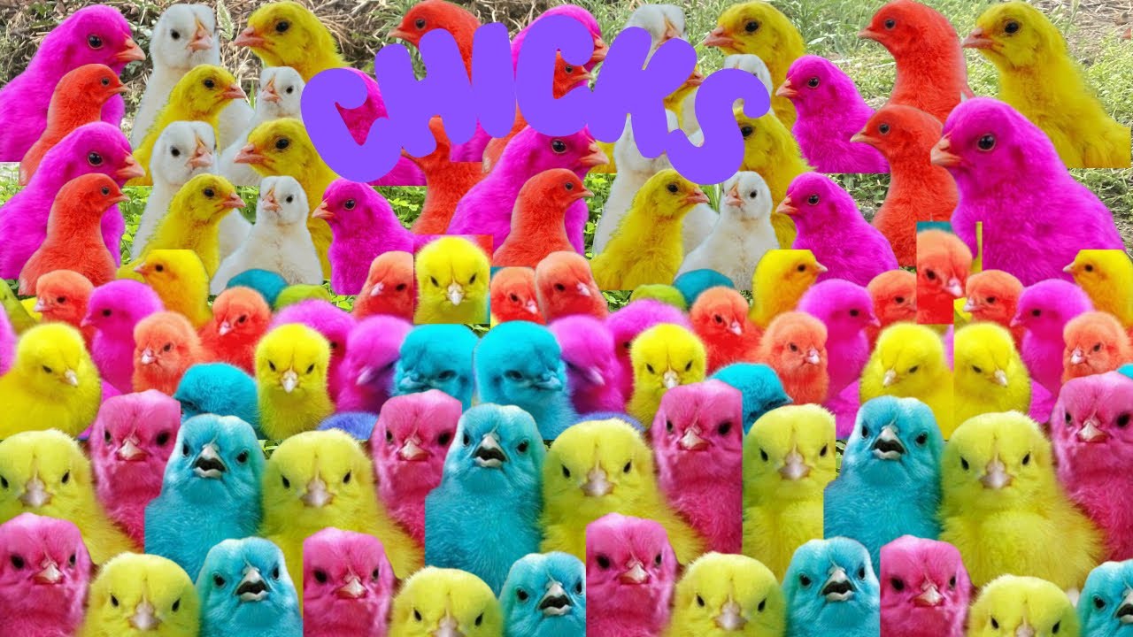 150 Pretty MURGI CHICKS Chirping Sound | duck and rabbit |mer pet house ...