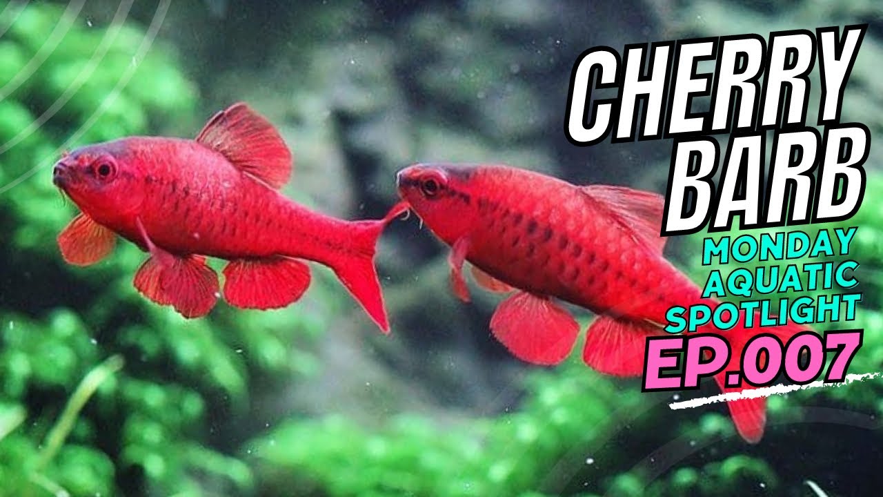 "Cherry Barb Care 101 🍒🐟 | Monday Aquatic Spotlight Episode 007 ...