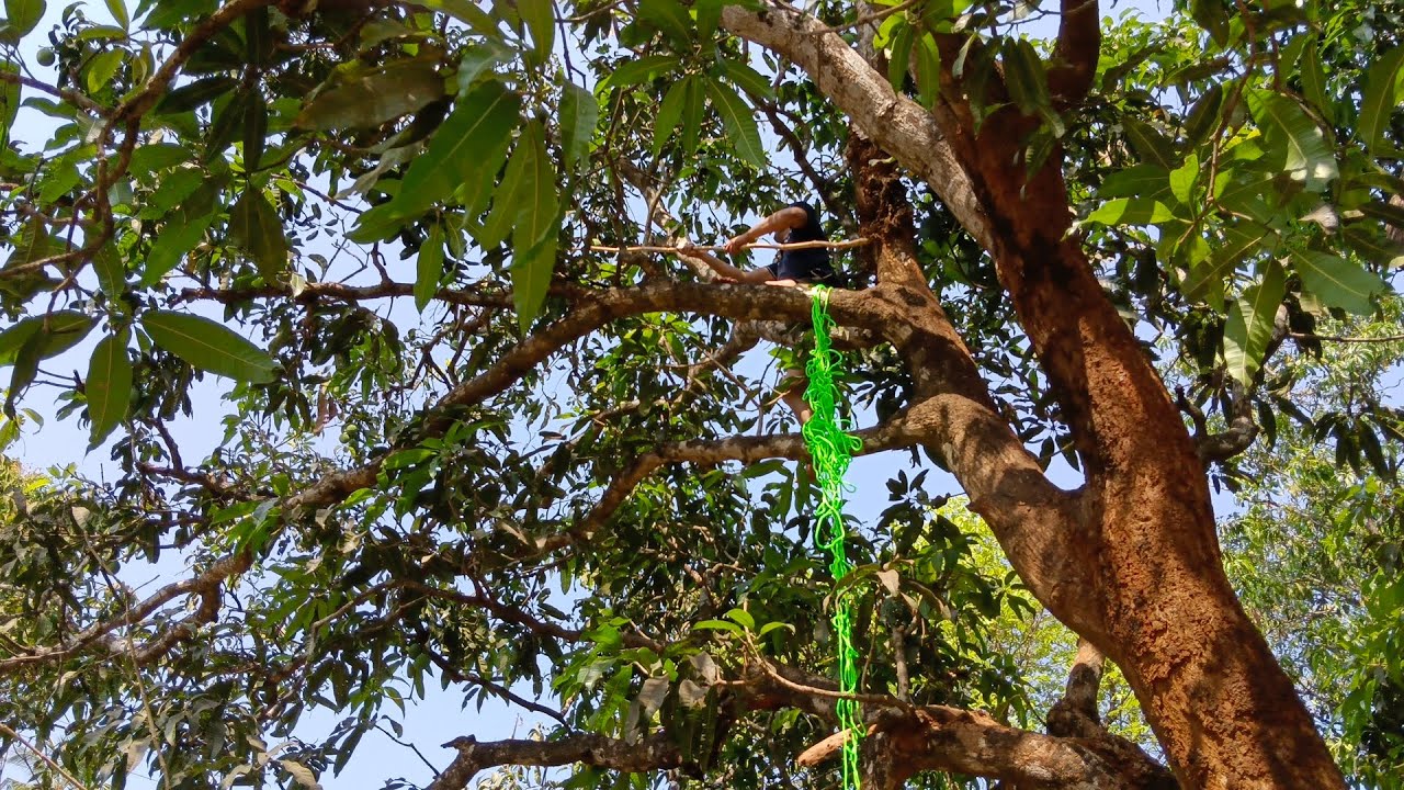 Mere mama ped par chad kar aam,🥭 nikal rahe he! |#climbing # tree ...