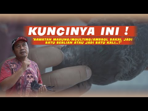 KUNCINYA INI ❗ RAWATAN PALING MENENTUKAN SAAT PROSES MABUNG/MOULTING/AMBROL/LEPAS BULU PADA MERPATI