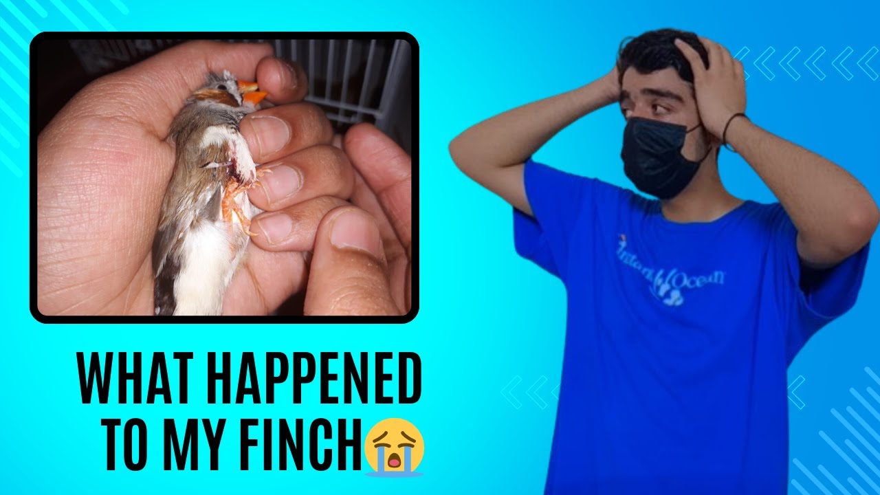 Mere Zebra Finch ko kiya ho gaiya 😢 | Sad news | About finch - YouTube