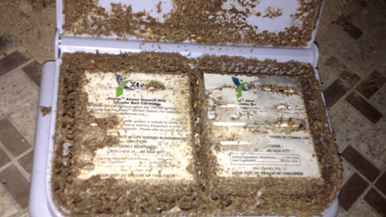 Termite Control - Above Ground Baiting System - YouTube