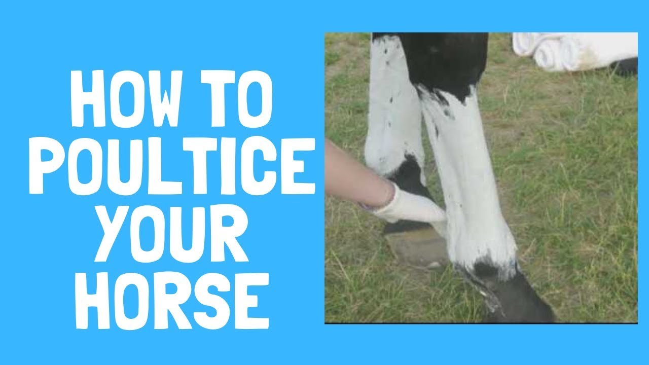 How to do a Poultice Wrap on your horse and why you should do it for ...