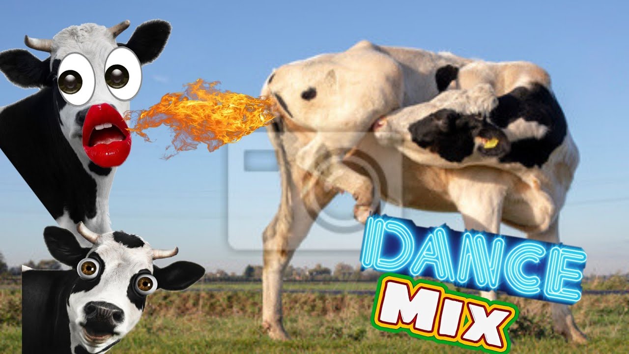 happy cow funny cow crazy cow #dance cow video song - YouTube
