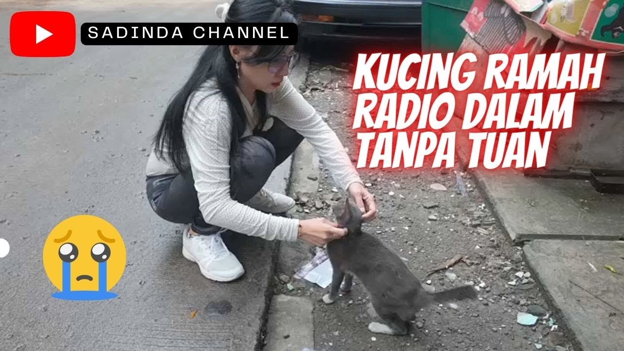 KUCING RAMAH tanpa tuan di GUBUK KUCING RADIO DALAM. - YouTube