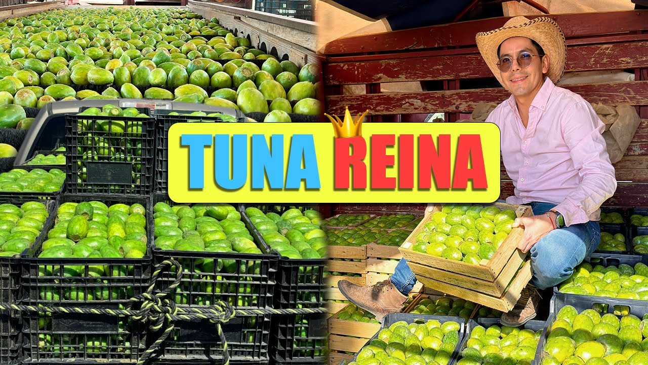 ¿100 PESOS POR CAJA? LA TUNA FRUTA MUY MEXICANA | EN EL NUEVO TIANGUIS ...