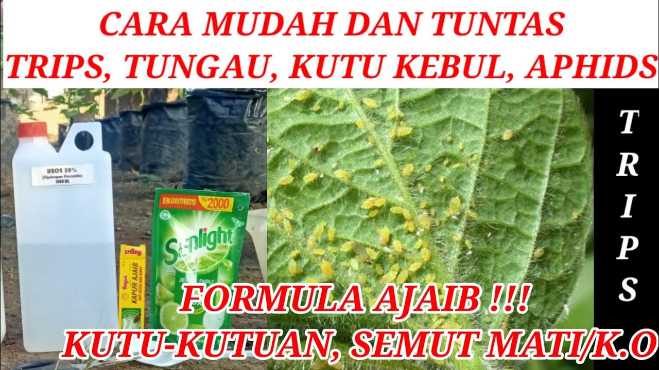 CARA MUDAH DAN TUNTAS ATASI TRIPS, TUNGAU, KUTU KEBUL, APHIDS‼️ Pada ...