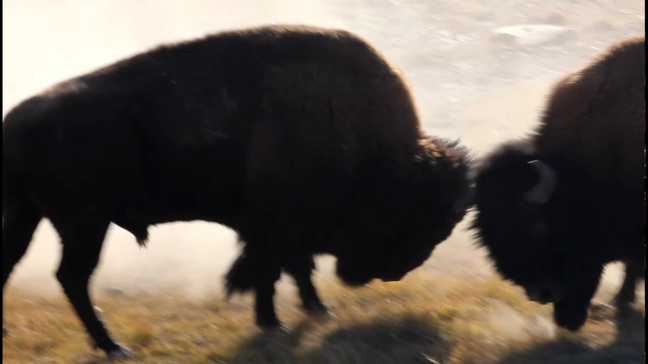 Buffalo Fight At Yellowstone National Park (HD) - YouTube