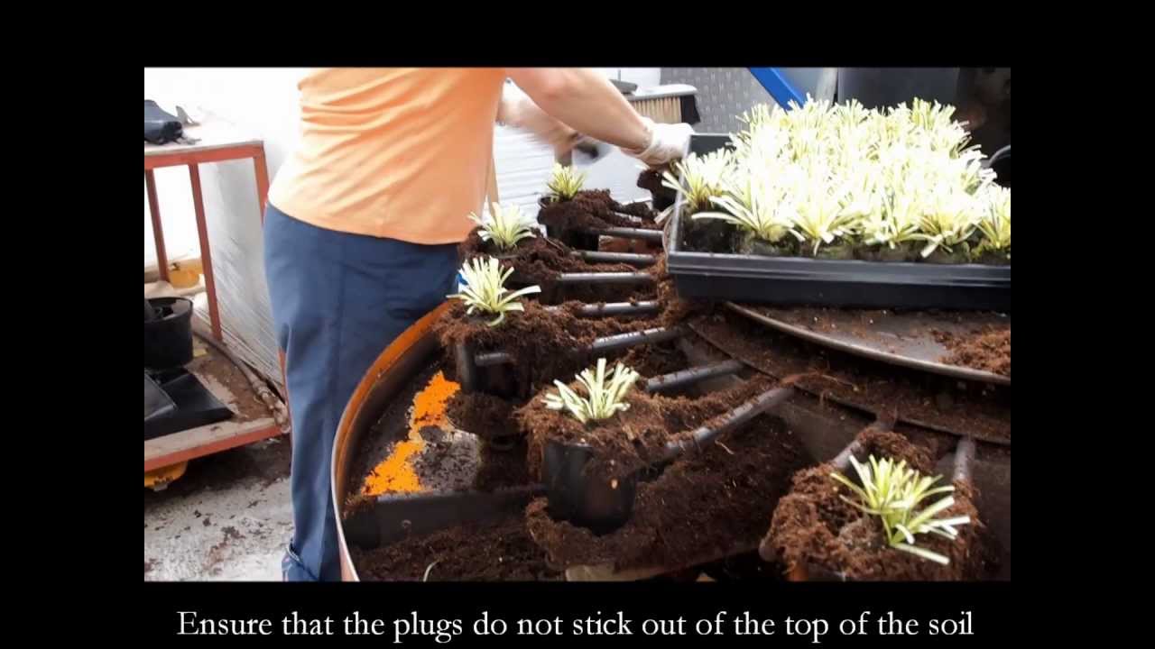 How to pot on plugs using a potting machine - Kernock Park Plants - YouTube