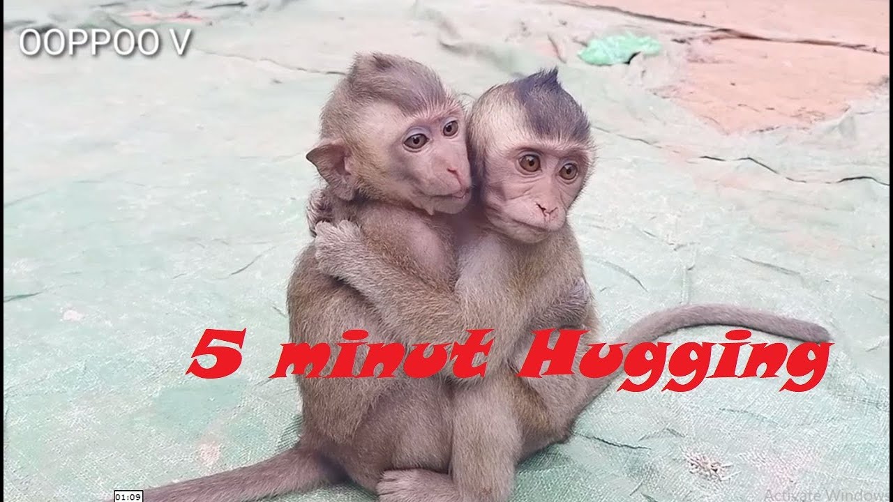 Tiny Monkey shally follow Hugging Monkey Janny so sweet / Shally really ...